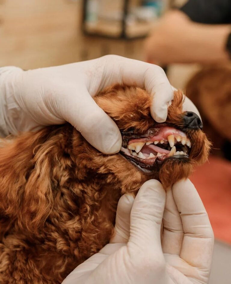 Integrative Veterinary in Westfield, IN | Holistic Veterinary Clinic