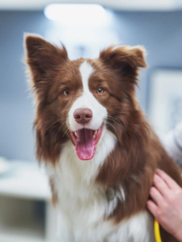 Integrative Veterinary in Westfield, IN | Holistic Veterinary Clinic