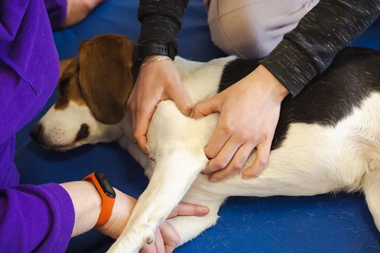 Integrative Veterinary in Westfield, IN | Holistic Veterinary Clinic